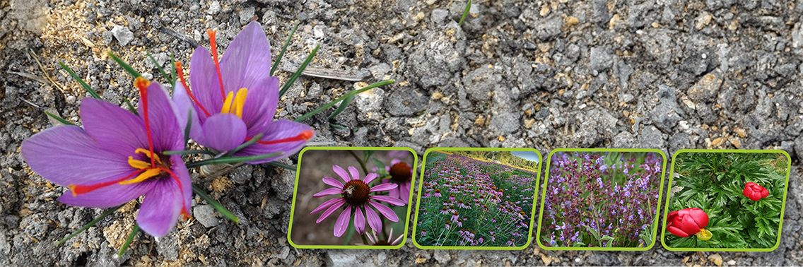 Tıbbi Bitkiler Ekolojisi Sertifikalı Uzaktan Eğitimi | 60 saat | ESOGÜSEM